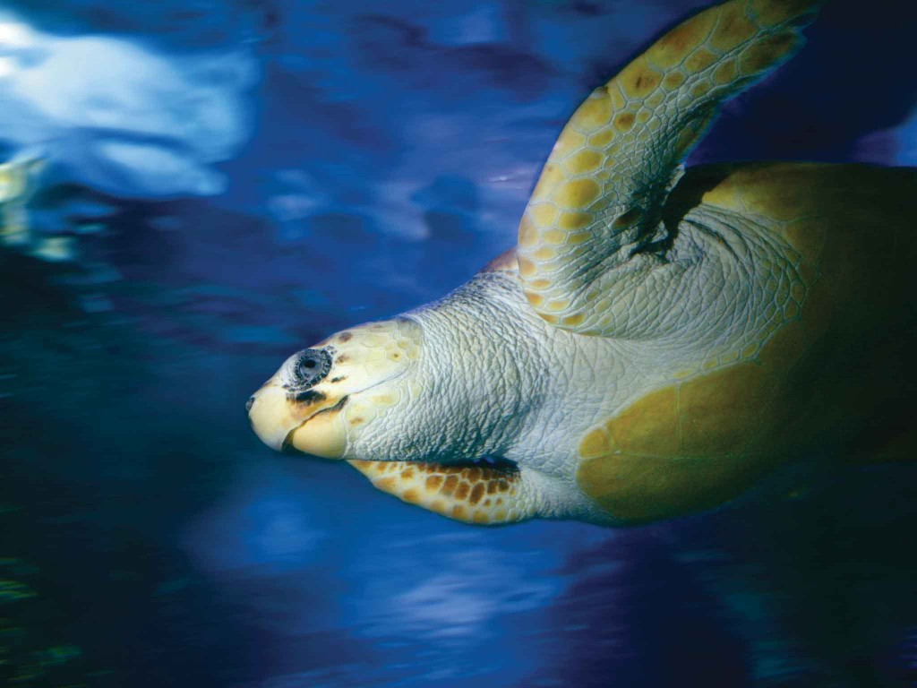 AQWA Aquarium At Hillarys Boat Harbour | Hello Perth