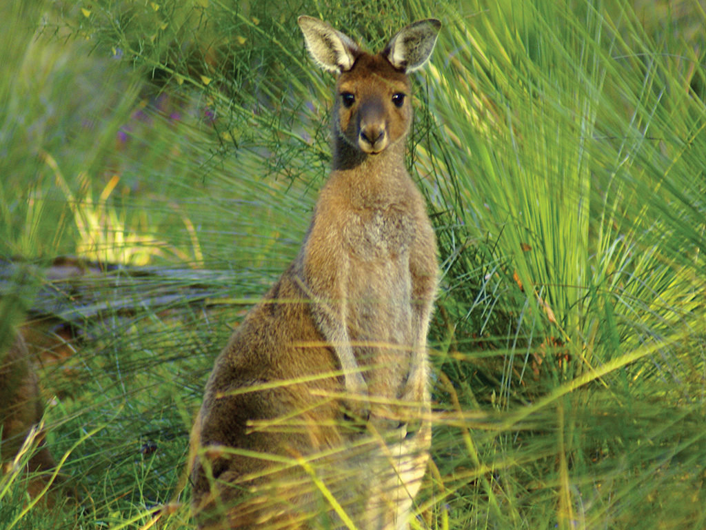 Waroona Visitor Centre - Hello Perth