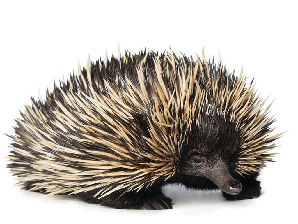 Kanyana Wildlife - Hello Perth