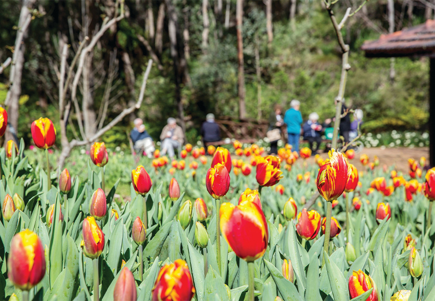 Things To Do in Spring - Hello Perth