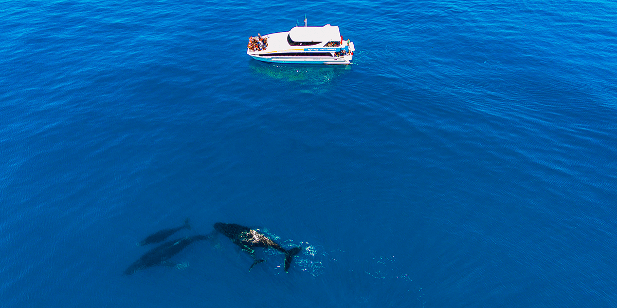 Whale Watching Perth - Hello Perth