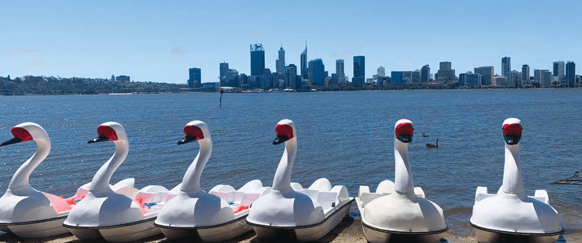 Swans on the Swan - Hello Perth