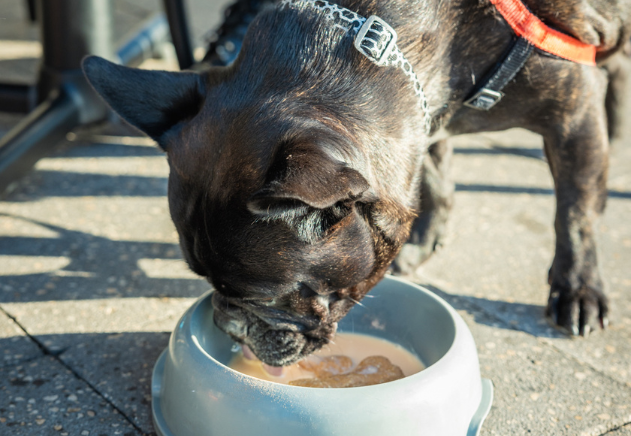 Your Guide to Dog-Friendly Perth - Hello Perth