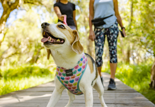 Your Guide to Dog-Friendly Perth - Hello Perth